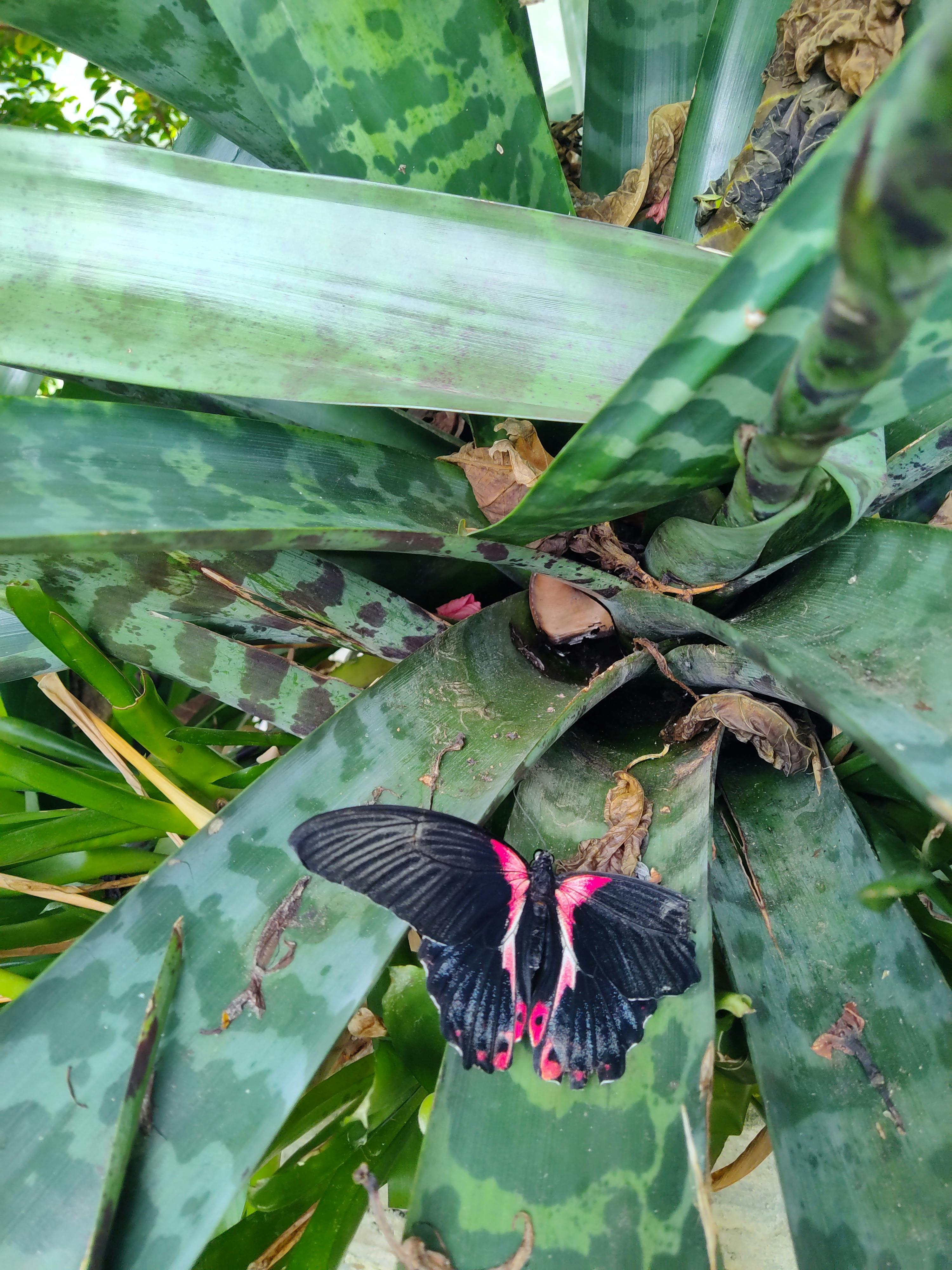 Tickets for Cockrell Butterfly Center | Tiqets