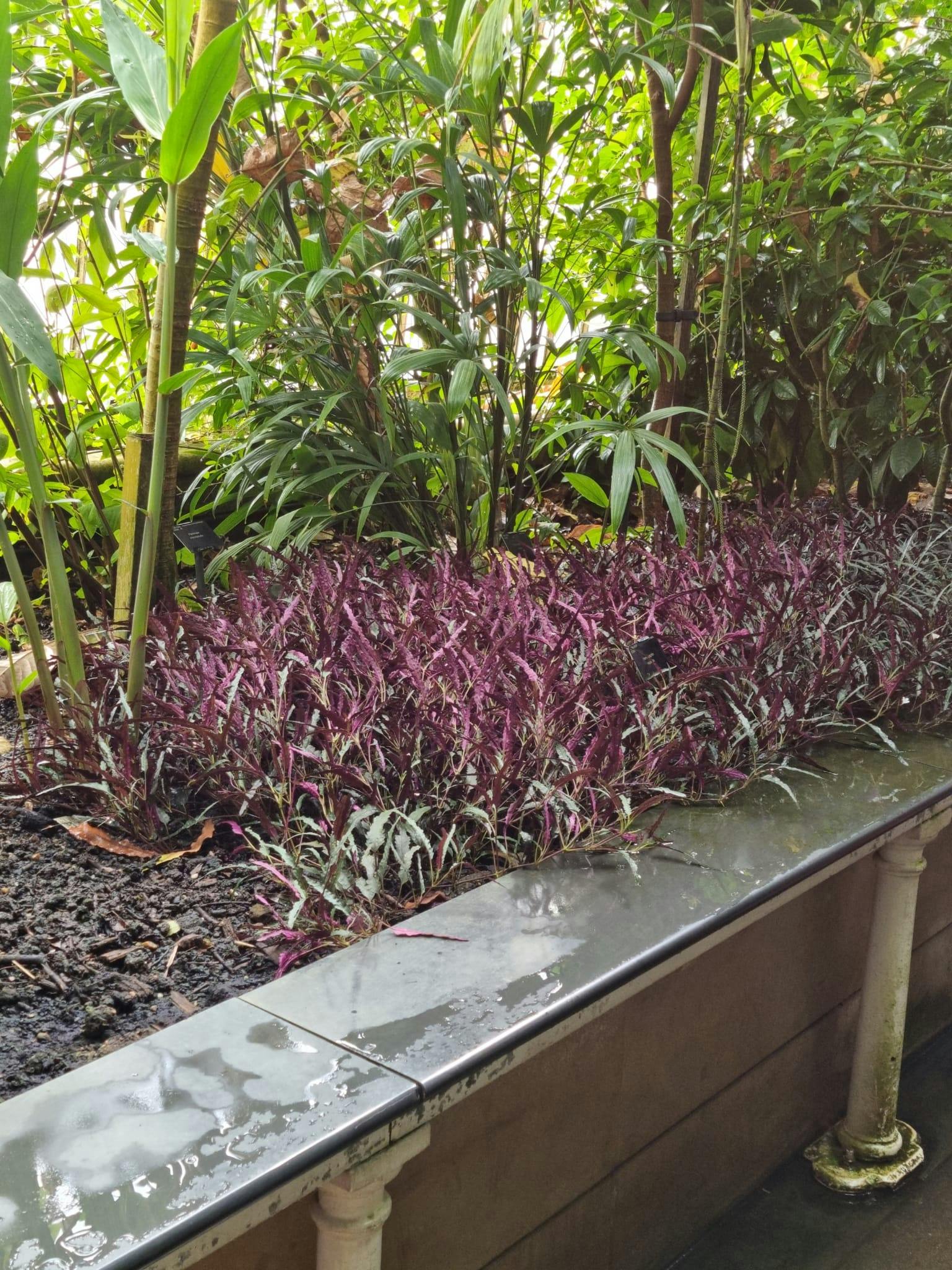 Tickets Kew Gardens - London | Tiqets.com