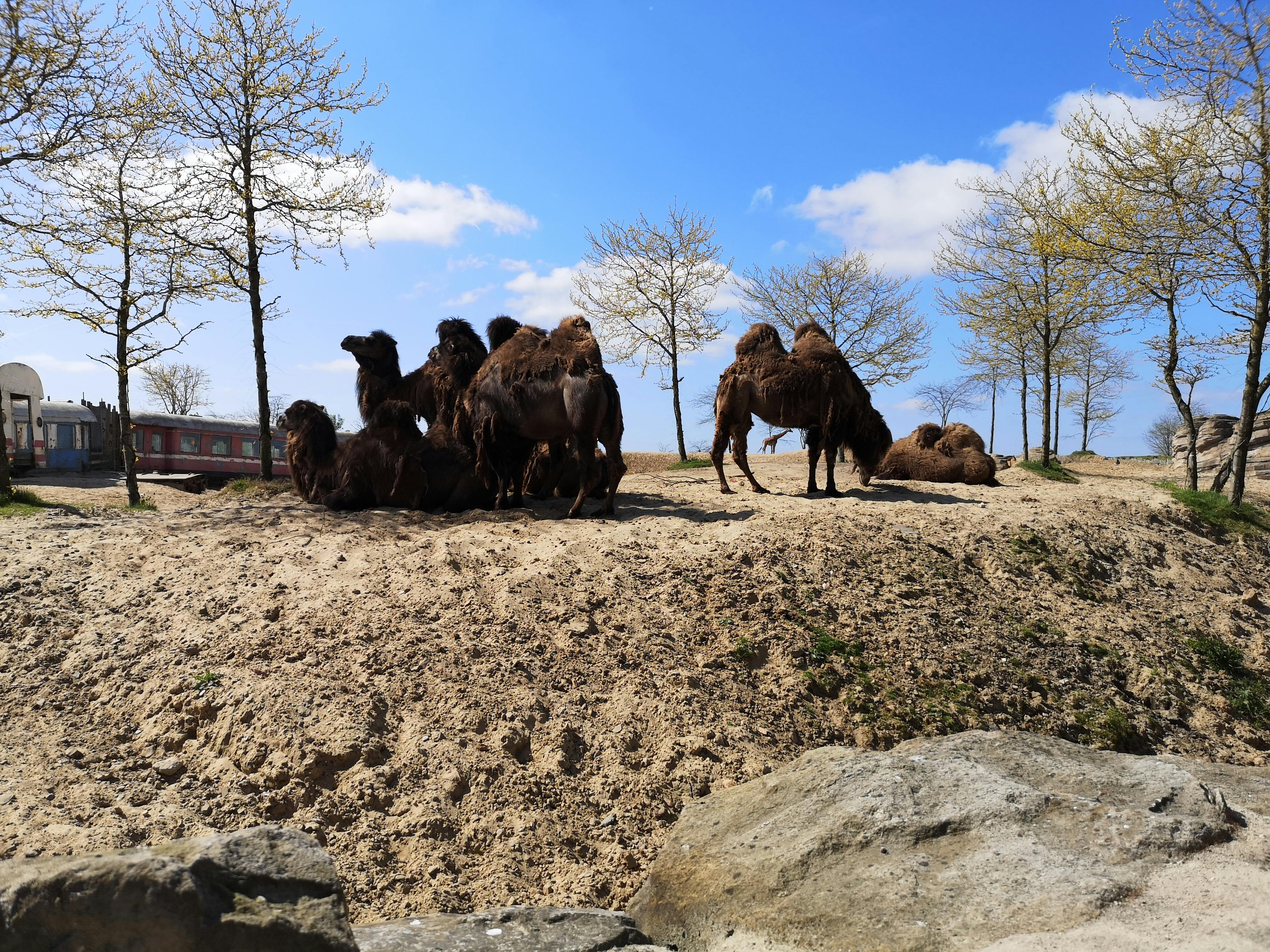WILDLANDS tickets | Emmen