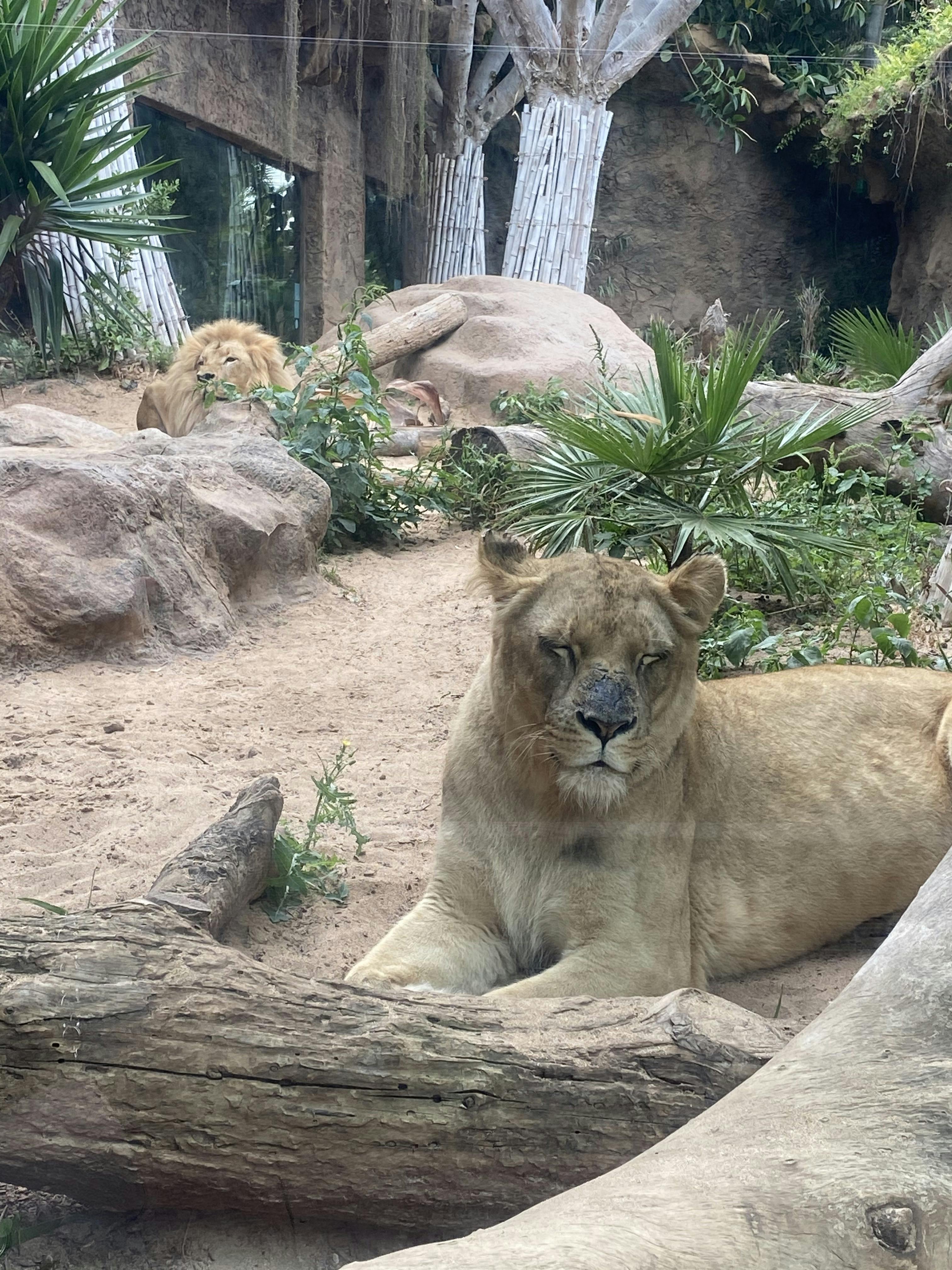 Tickets Loro Parque - Puerto de la Cruz | Tiqets.com