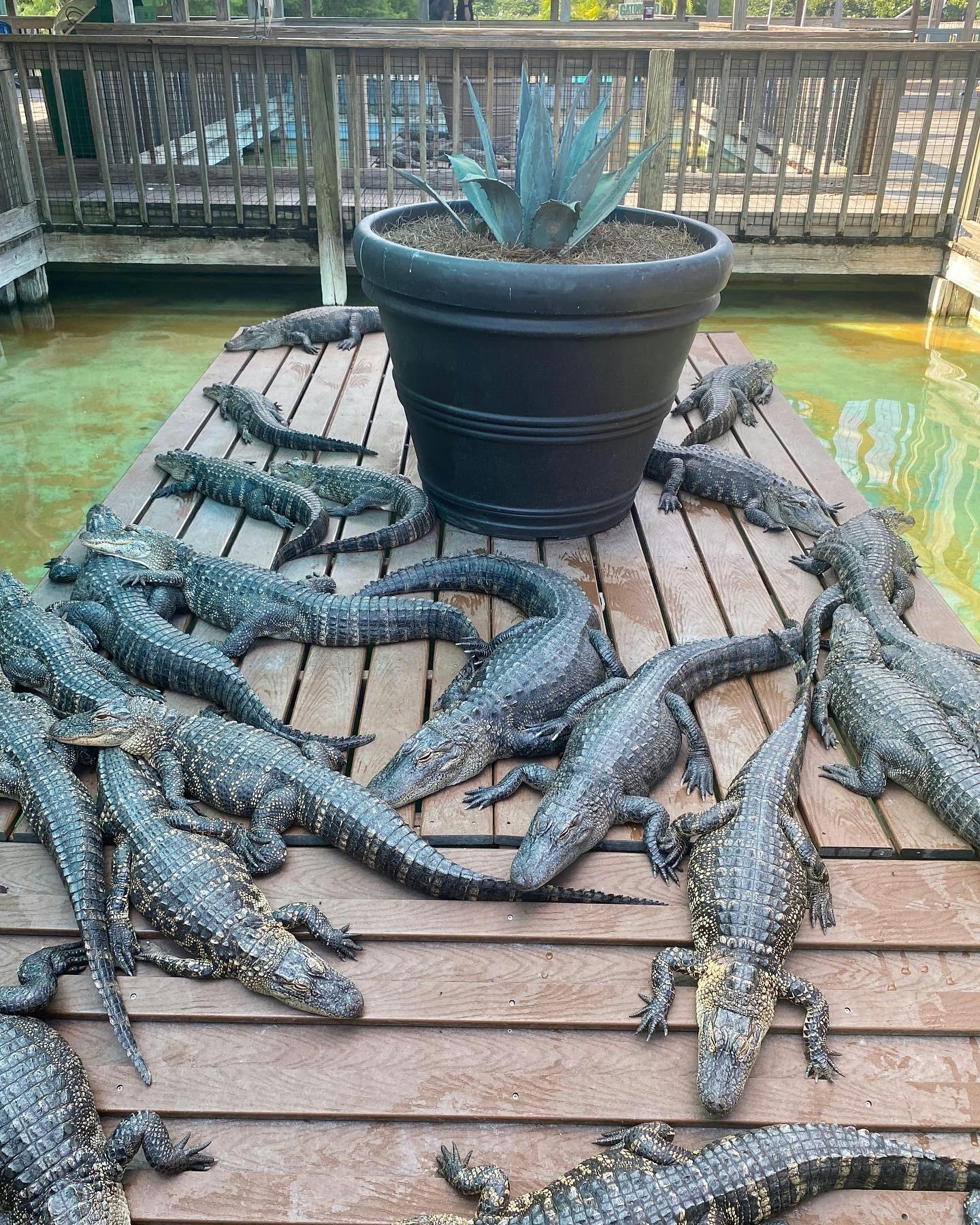 Gatorland Orlando General Admission: Fast Track Ticket