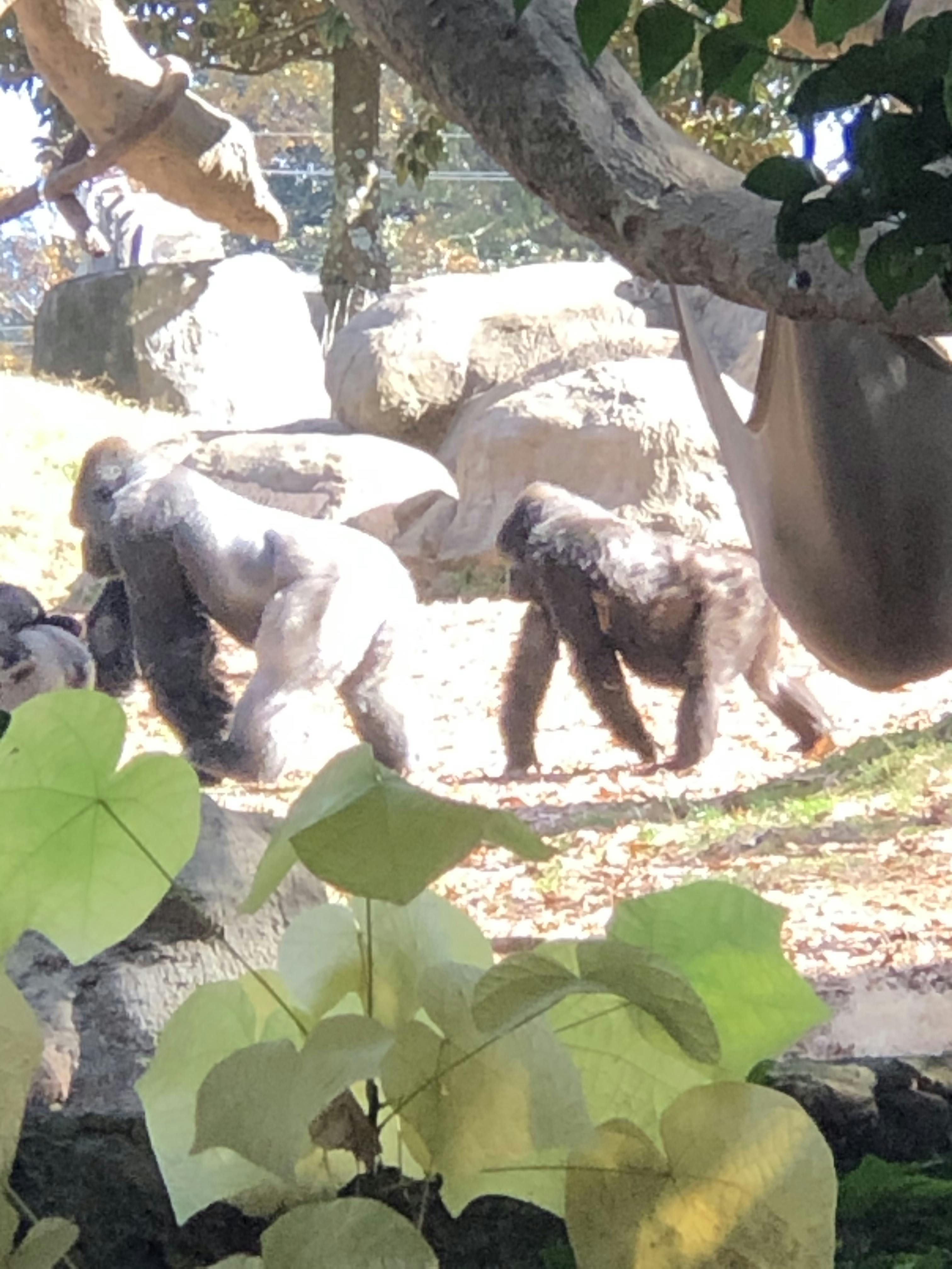 Zoo Atlanta | Tiqets