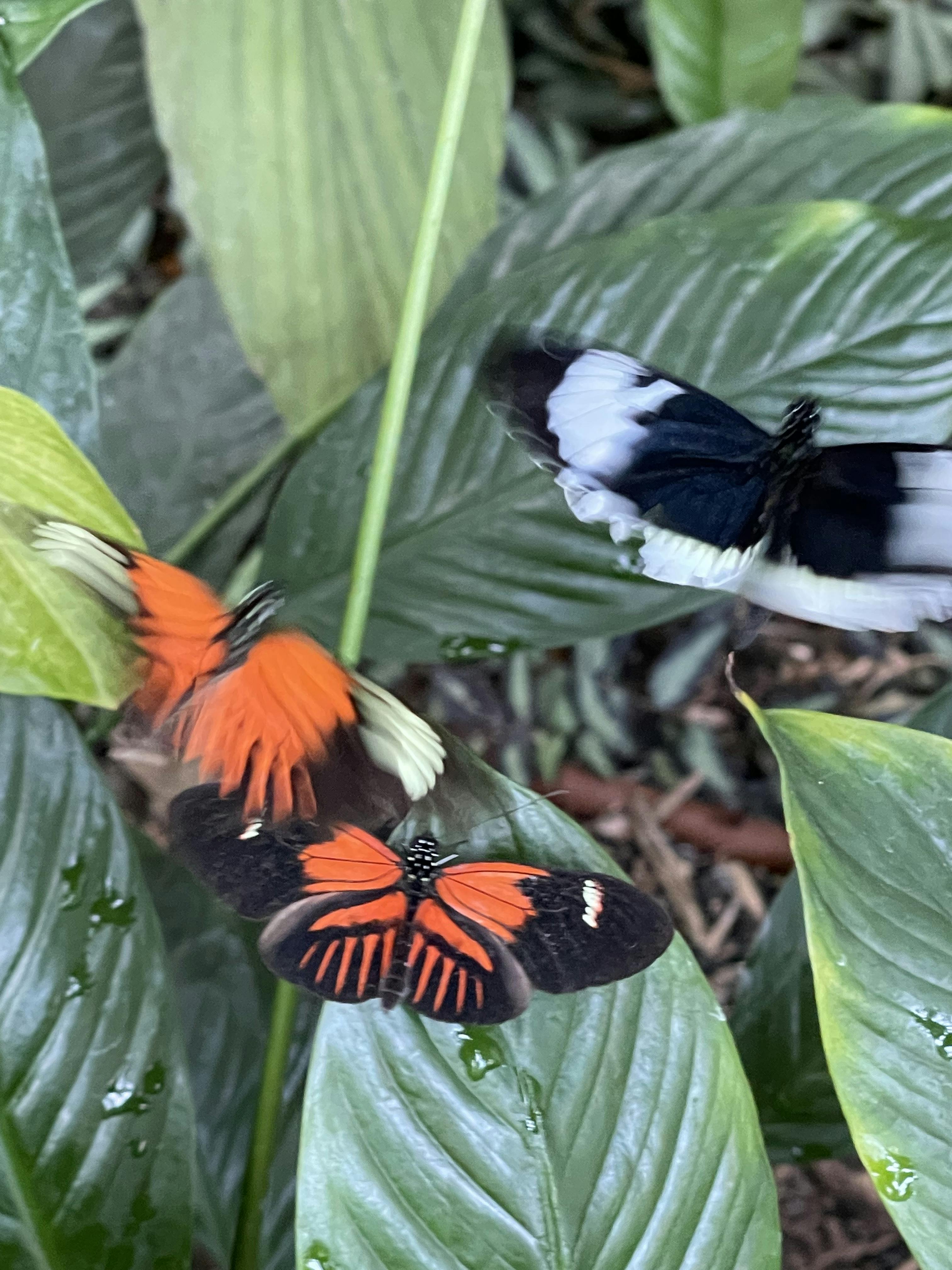 Tickets for Cockrell Butterfly Center | Tiqets