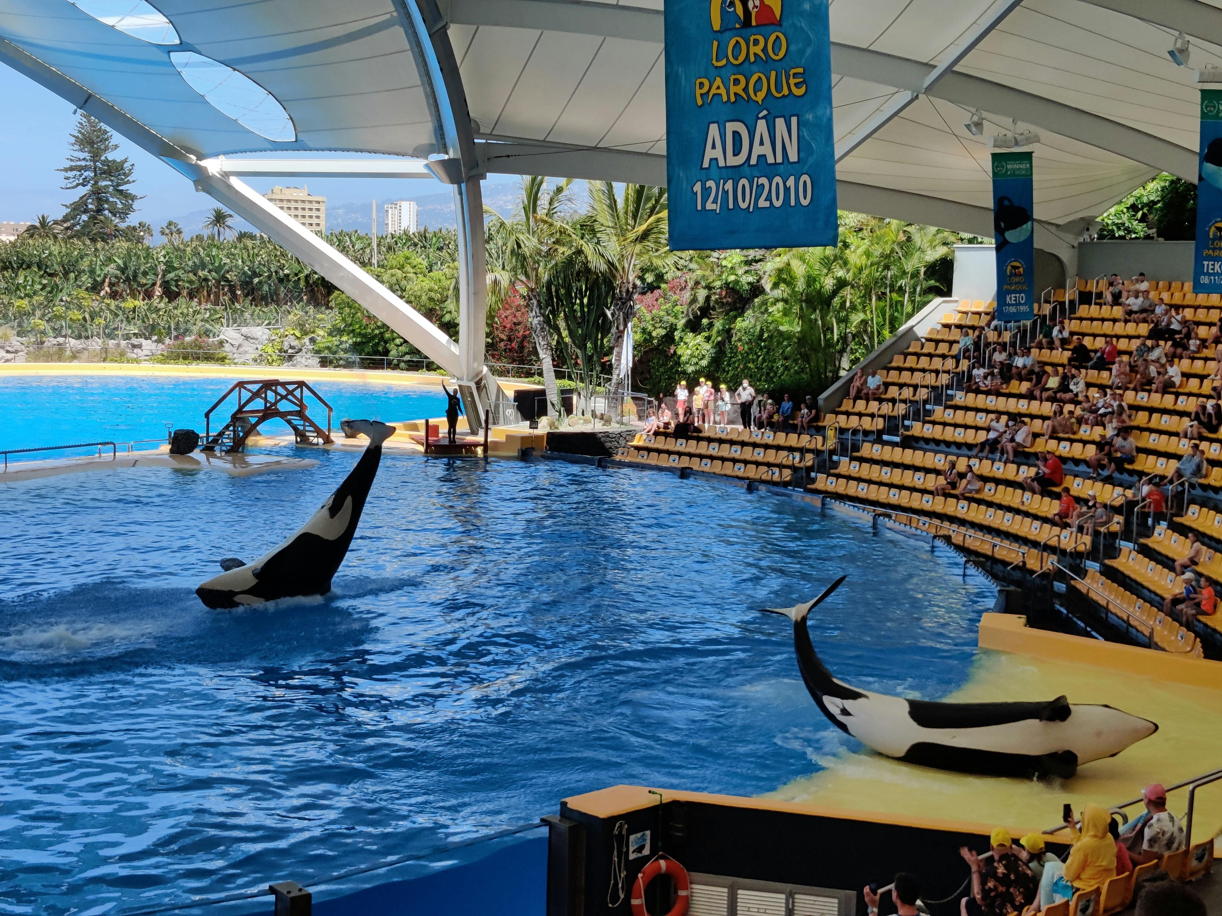Loro Parque Tickets - Puerto de la Cruz | Tiqets.com