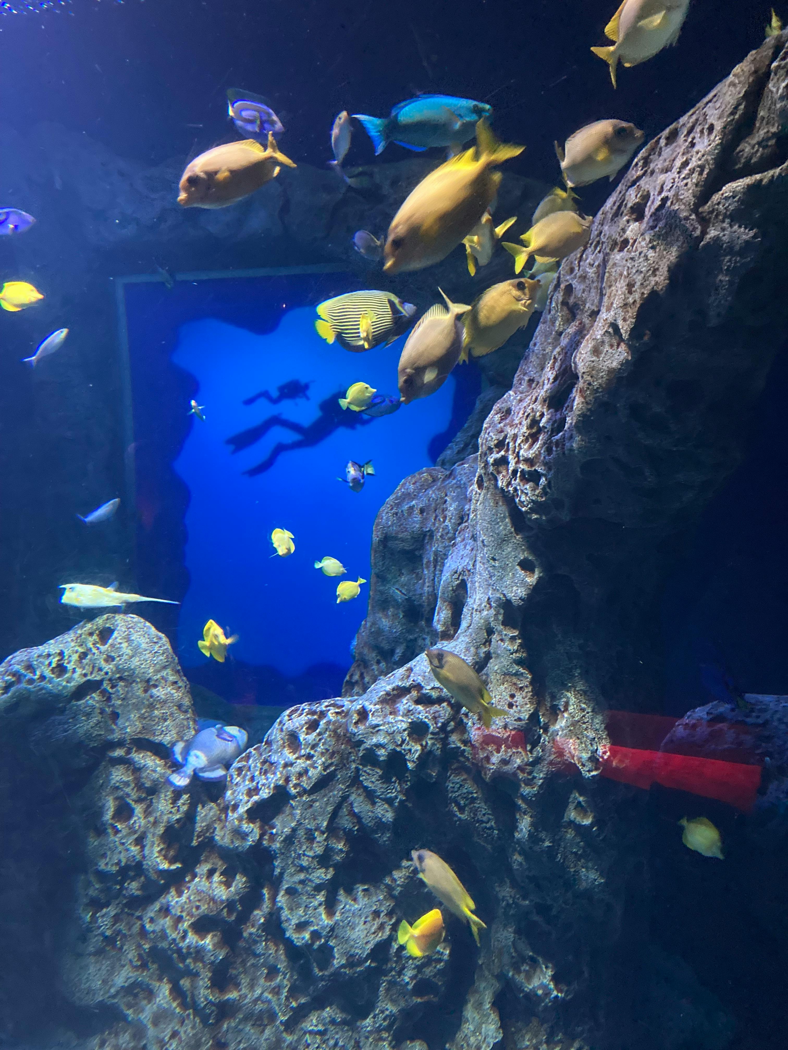 Entradas para Acuario de Georgia - Altanta | Tiqets.com