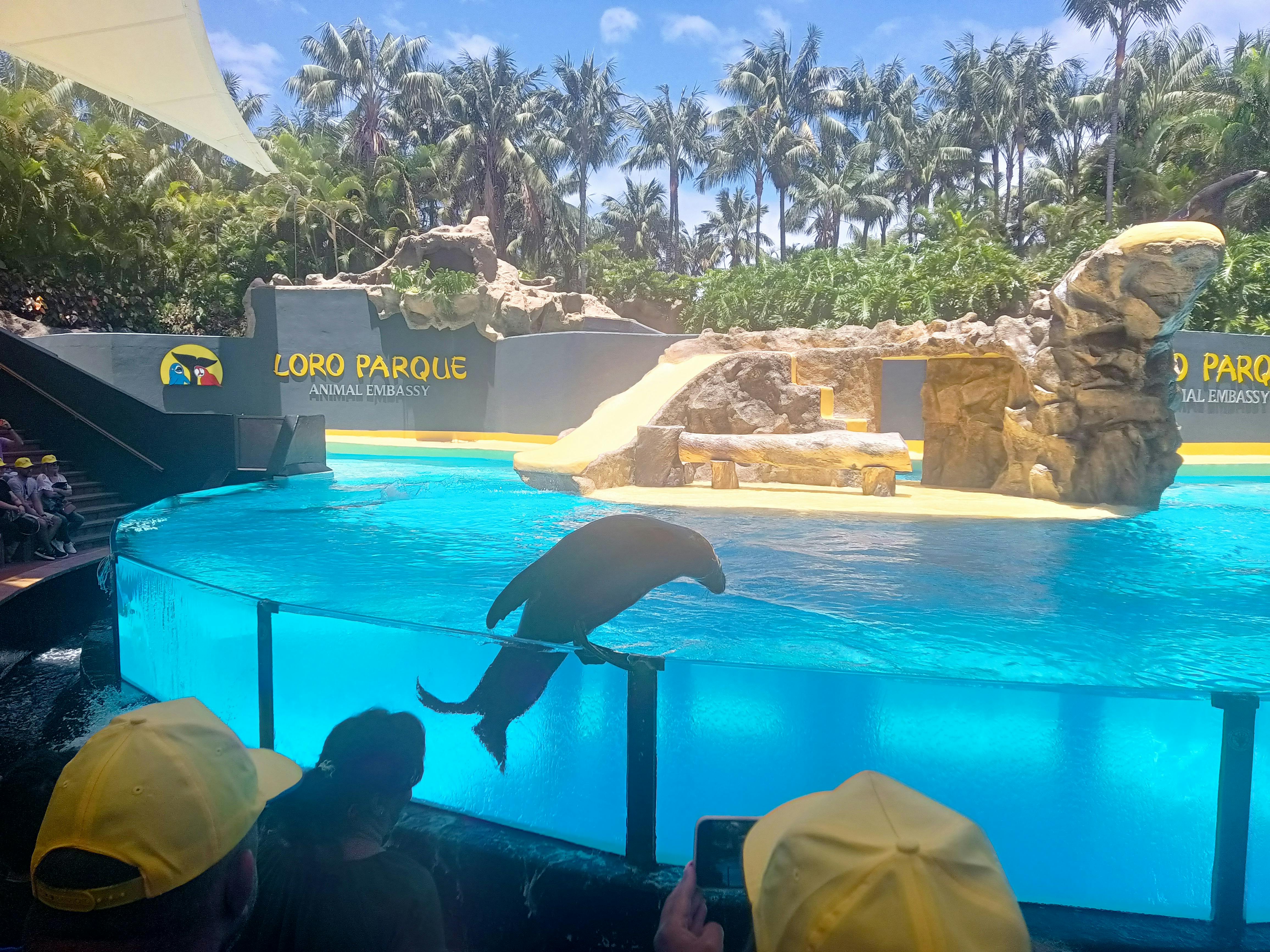 Loro Parque Tickets - Puerto de la Cruz | Tiqets.com