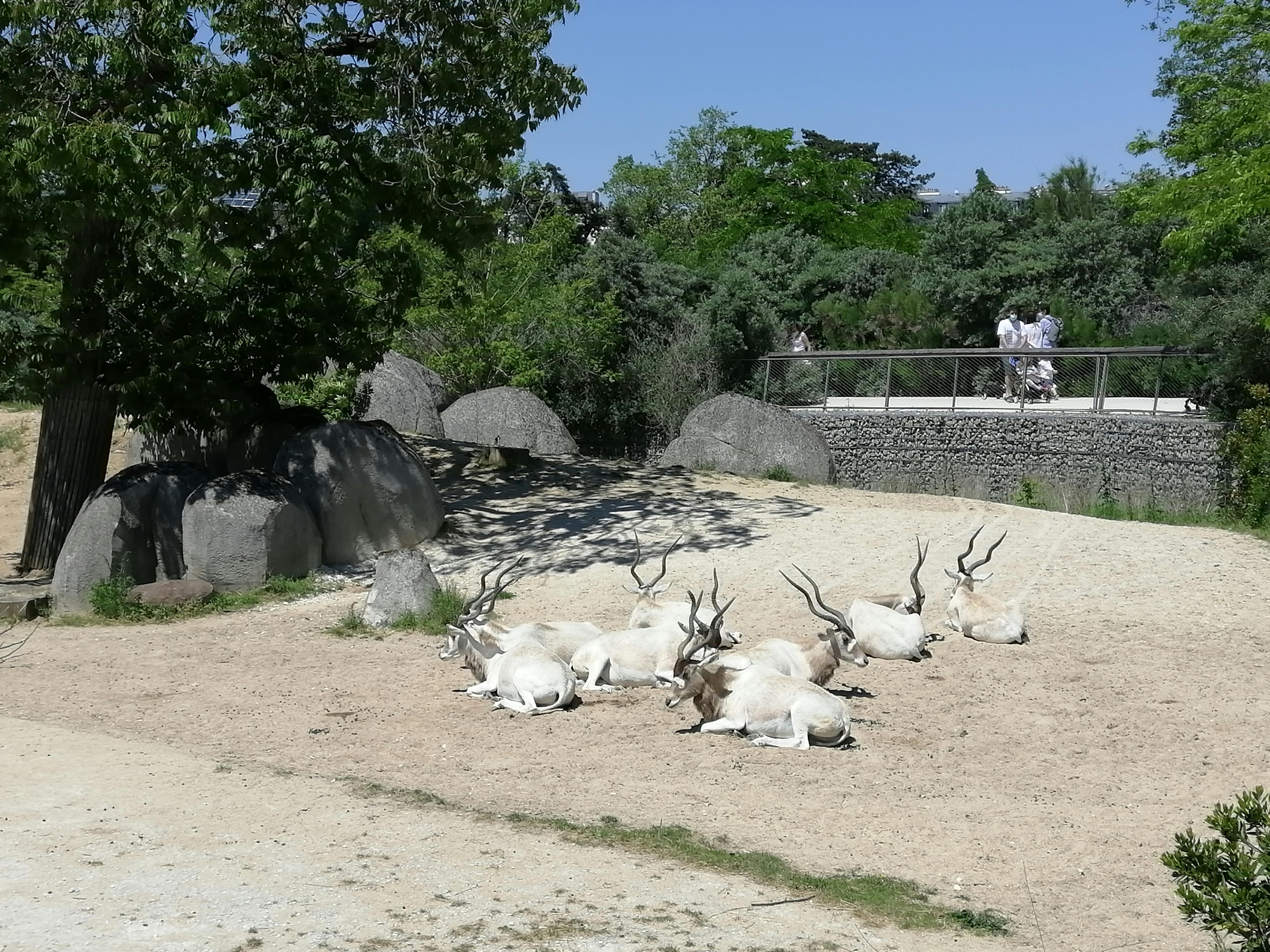 Tickets Paris Zoo (Parc Zoologique de Paris) - Paris | Tiqets.com