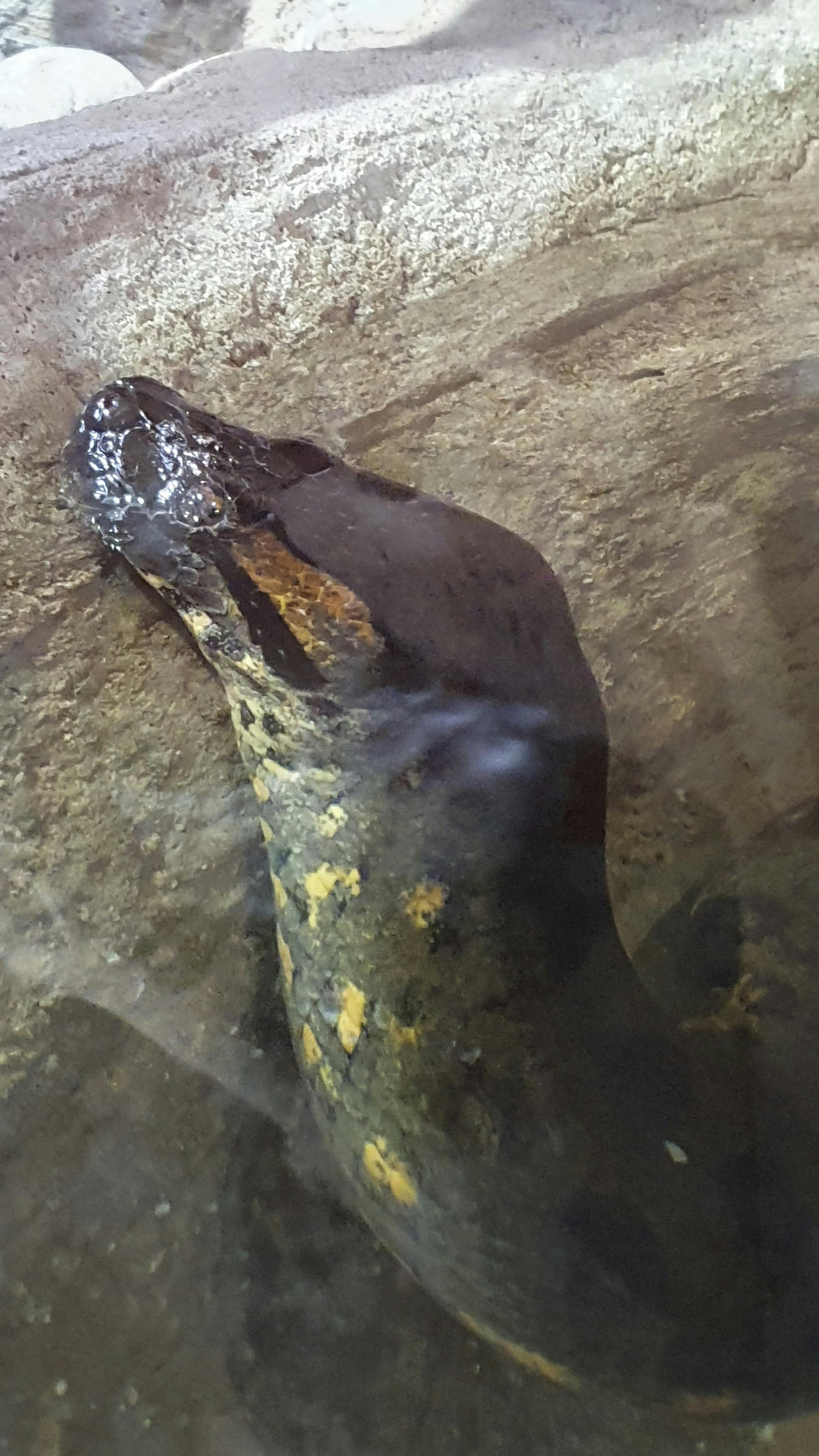 La Ferme aux Crocodiles : billets | Pierrelatte