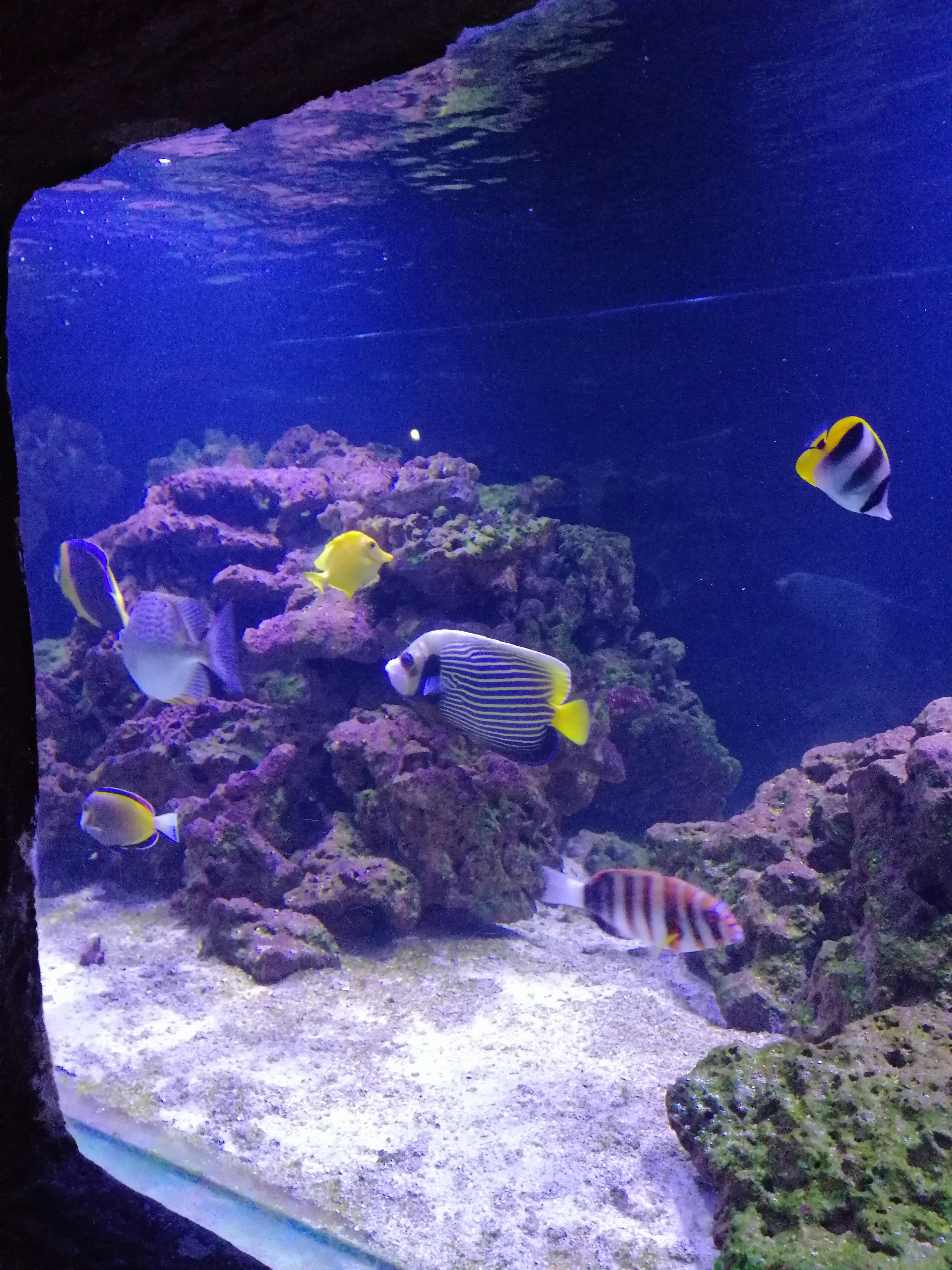 Amnéville Aquarium tickets | Amnéville