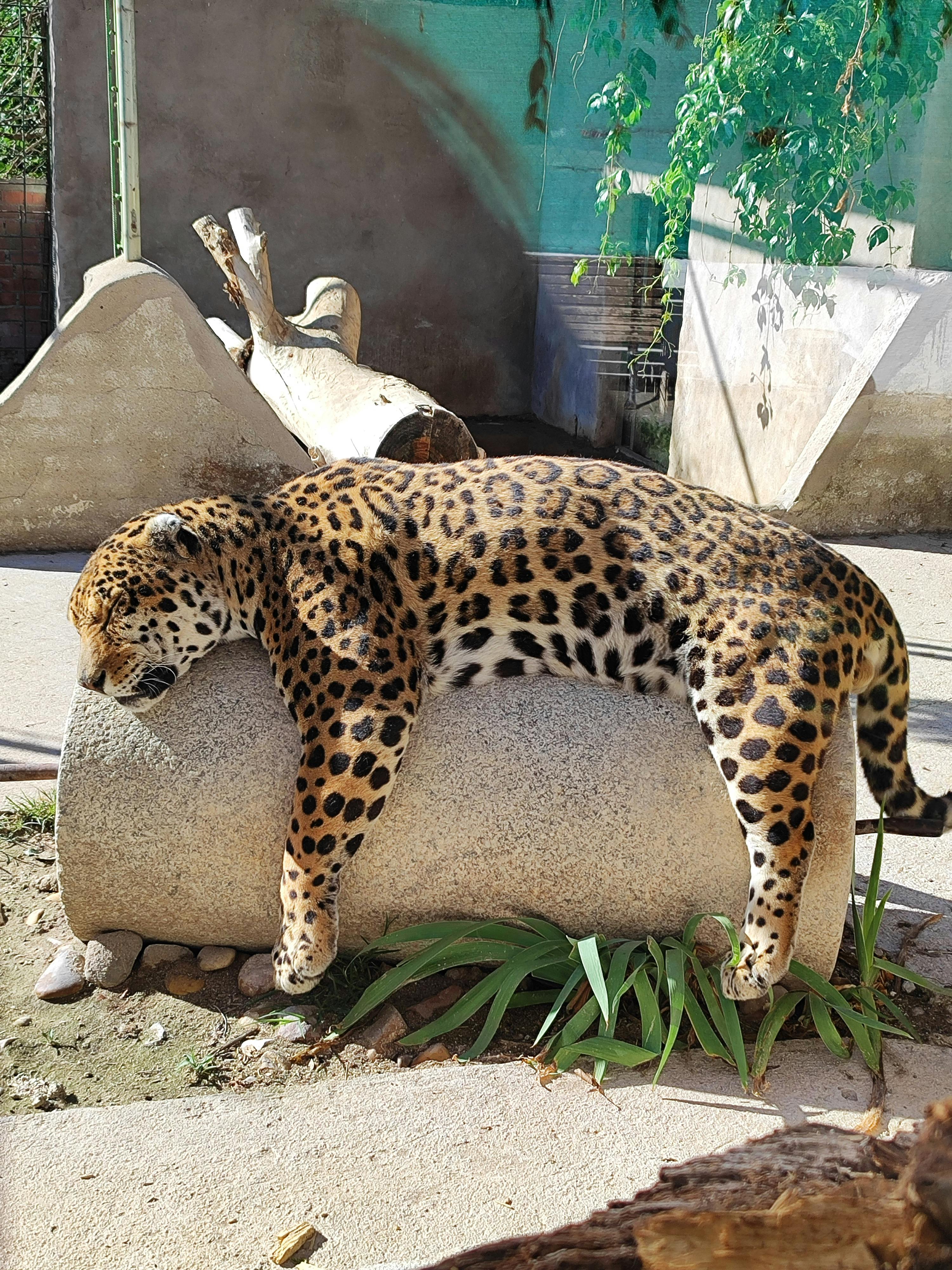 Zoo Koki Tickets - Val de Santo Domingo | Tiqets.com