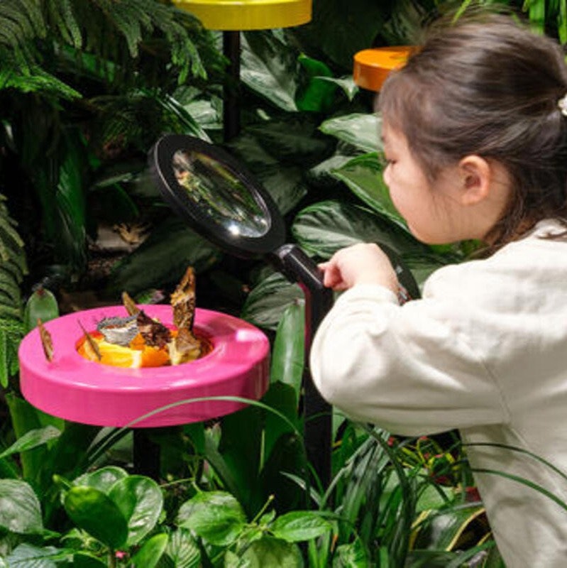 Exhibition: Davis Family Butterfly Vivarium, American Museum of Natural ...
