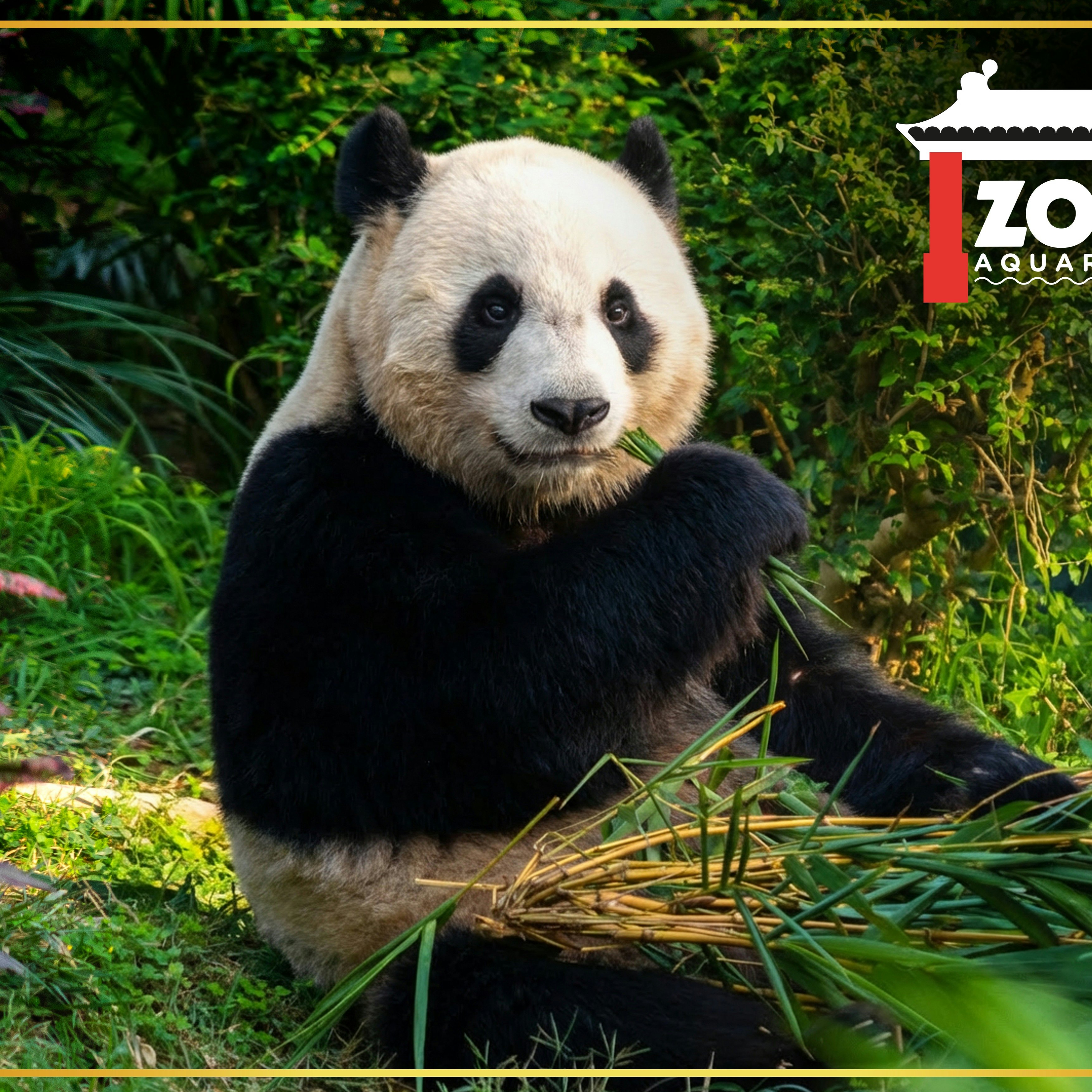 Chinesisches Neujahrsfest, Zoo Aquarium Madrid | Tickets Buchen