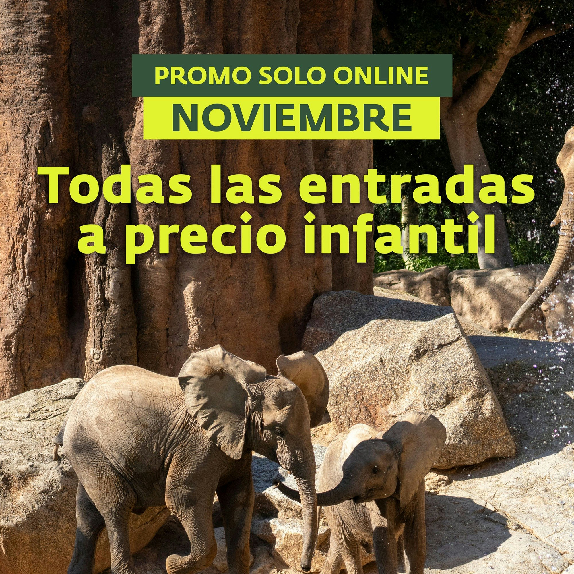 Biodias Förderung, Bioparc Valencia | Tickets Buchen